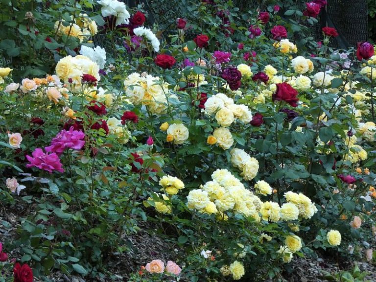 21 Best Parks in Paris to Visit