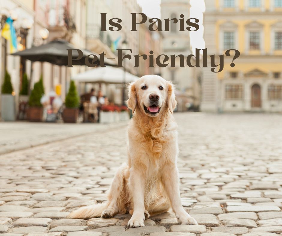 Is Paris Dog-Friendly? A Comprehensive Guide for Canine Lovers